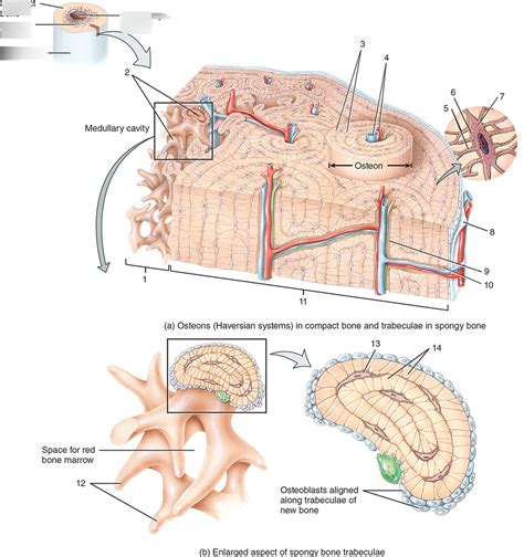 Microscopic Structure Of Compact And Spongy Bone Tissue Diagram Quizlet