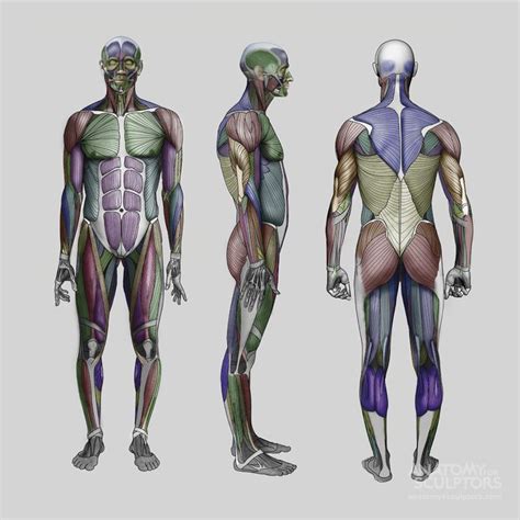 AnatoRef Anatomy And Proportions Top Image Row 2 3 Row Anatomy