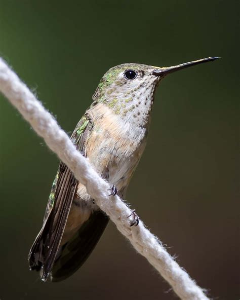 How Long Do Hummingbirds Live Hummingbird Lifespan