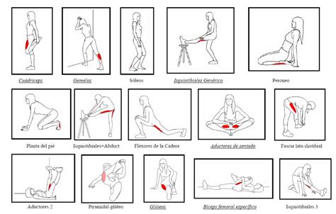 Estiramientos Tren Inferior Estiramiento De Piernas Estiramientos