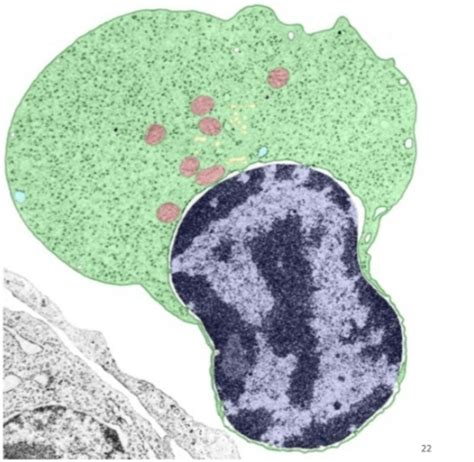 Histology Unit Exam Flashcards Quizlet