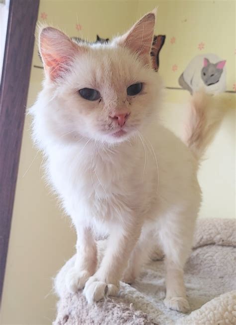 Jules Specialty Purebred Cat Rescue