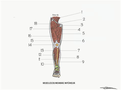 Muscles du membre inférieur Fiches IDE