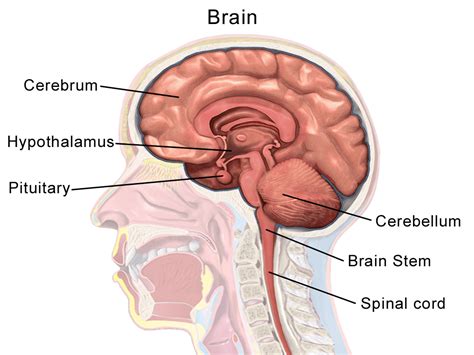 Hypothalamus Anatomy Functions Problems Summary Facts