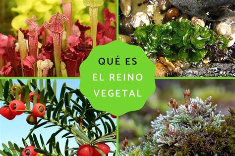 Reino Plantae o Vegetal qué es características clasificación y