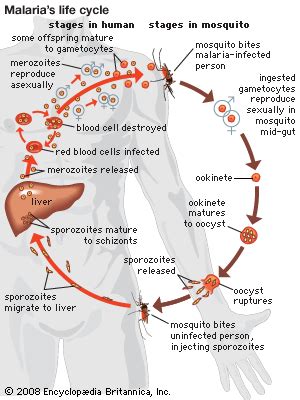 Malaria Causes Symptoms Treatment Prevention Britannica