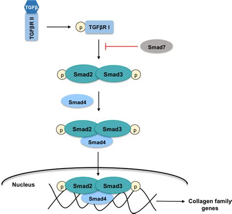 TGFβ Smad signaling pathway in HSC The cytokine transforming growth