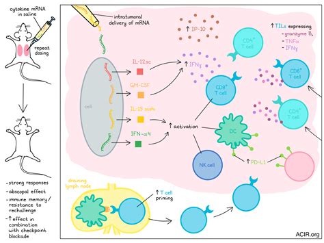 RNA To The Rescue Localized Cytokine Delivery Shapes Antitumor Responses
