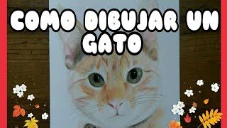 Como Dibujar Un Gato Realista A Color Paso A Paso Doovi