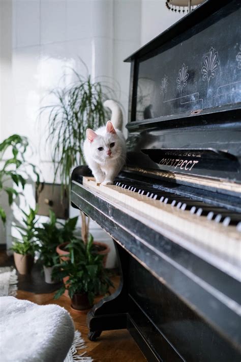 Fotos de gatos 100 Imágenes para Robarte el Corazón Blog del Fotógrafo