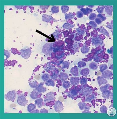 Cytology Flashcards Quizlet
