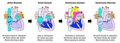 Ventricular Systole