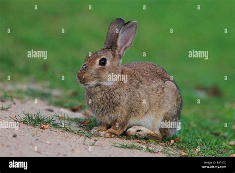 Lapin De Garenne Oryctolagus Cuniculus Lapin Sauvage Assis Dans Un