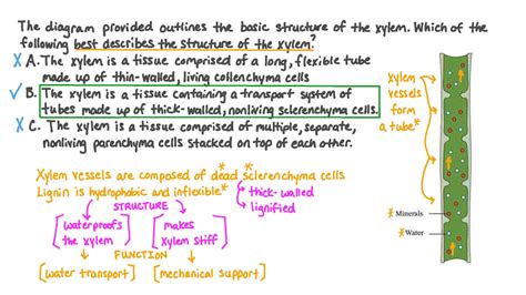 Question Video Describing The Structure Of The Xylem Nagwa