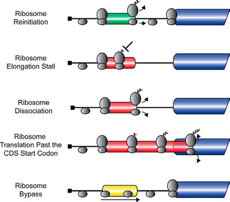 Upstream Open Reading Frames Differentially Regulate Gene Specific