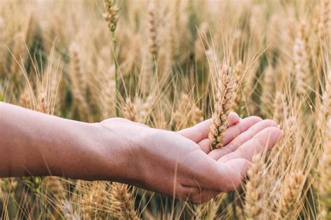 Cerealele Din Ucraina Omoara Fermierii Romani