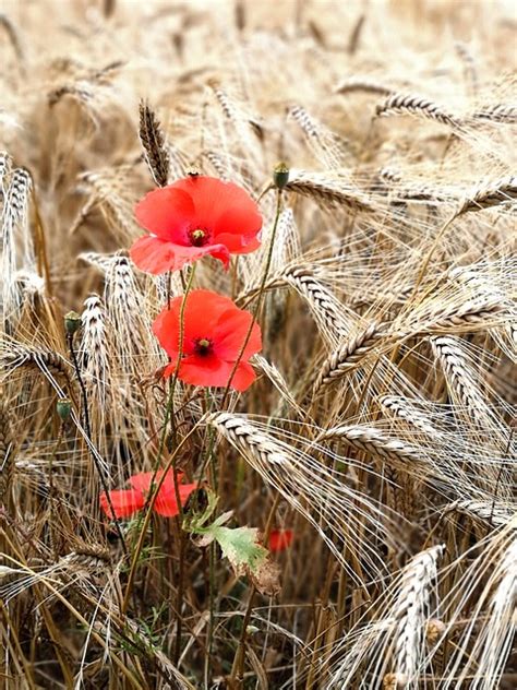 Mohnblumen Blumen Weizen Kostenloses Foto Auf Pixabay Pixabay
