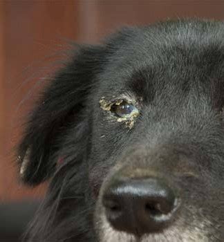 Remela No Olho Do Cachorro Tipos Causas E Tratamentos Uau Uau Que Mia