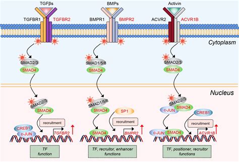 IJMS Free Full Text SMAD4 Feedback Activates the Canonical TGF β