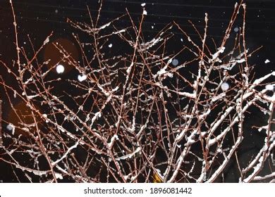 Snowflakes Falling On Tree Branch Snowfall Stock Photo