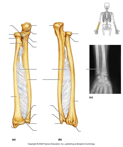 Forearm Bone Anatomy Diagram Quizlet Atelier Yuwa Ciao Jp