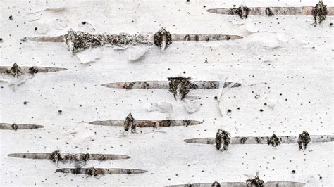 Birch Tree Bark Texture Seamless Loop White Trunk Tree With Lines
