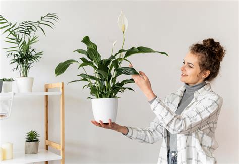 Cómo cuidar plantas de interior consejos y recomendaciones importantes