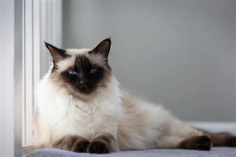 Balinese Kedi Cinsi Özellikleri ve Bakımı Miyavliyo