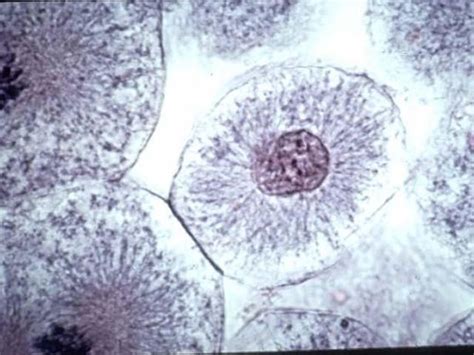 Histology Review Flashcards Quizlet
