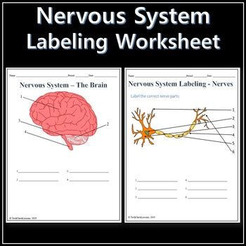 Nervous System Labeling Worksheets Science Anatomy By TechCheck Lessons