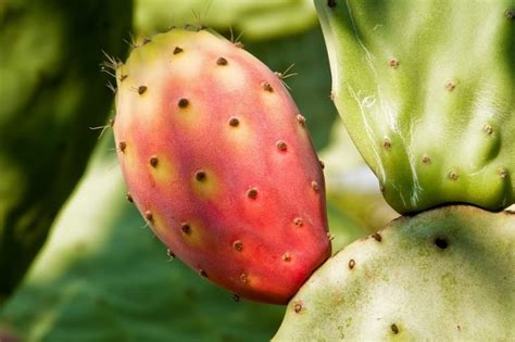 Il Ficodindia DOP DellEtna Carretto Siciliano