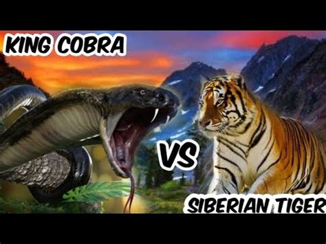 King Cobra Vs Tiger Tiger Vs King Cobra Fact Of Reality Youtube