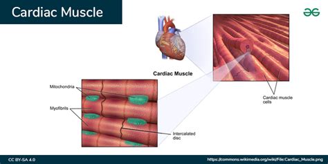 Diagram Of Cardiac Muscles GeeksforGeeks