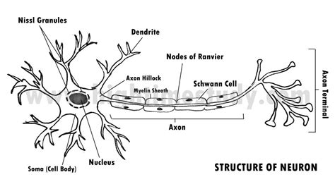 Neuron Tissue Diagram