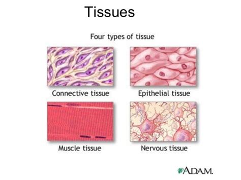 Classification Of Tissues Diagram Quizlet
