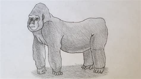 Cum Desenez O Goril Desene N Creion Youtube