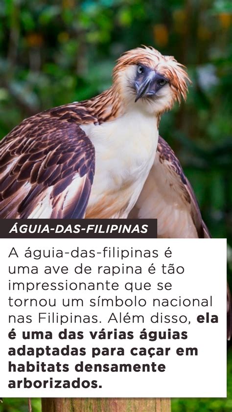 10 Maiores aves de rapina do mundo Pássaros