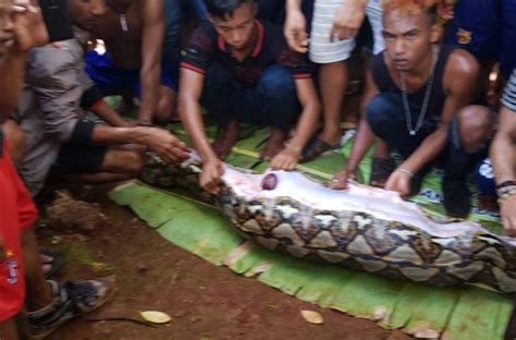 Mulher é encontrada dentro de cobra de 7 metros Vírgula
