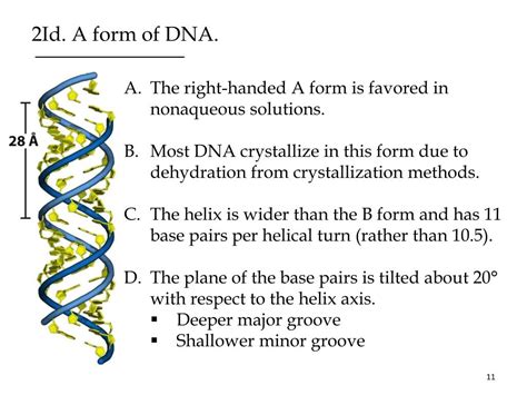 PPT Nucleic Acid Structure And Stability PowerPoint Presentation