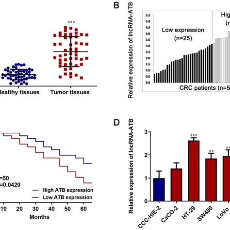 LncRNA ATB Expression Is Upregulated In CRC Tissues And Cell Lines A