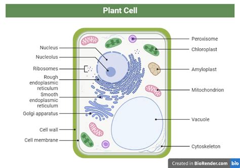 Plant Cell Definition Structure Types Functions Sciencevivid