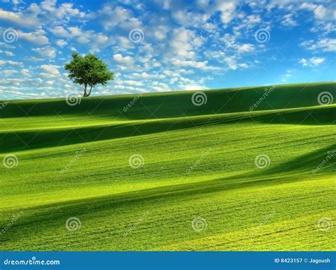 Tree In The Empty Field Royalty Free Stock Photography Image 8423157