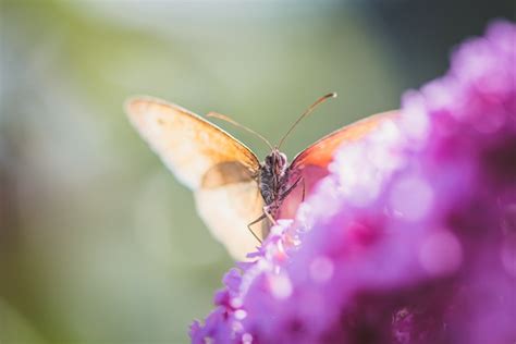 Schmetterling Falter Edelfalter Kostenloses Foto Auf Pixabay Pixabay