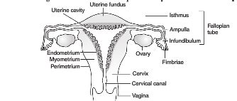 Female Reproductive System Drawing At PaintingValley Explore