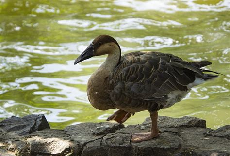 Greylag Goose Bird Pond Free Photo On Pixabay Pixabay