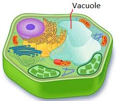Vacuoles Definition Vacuole Membrane Function Gas Vacuoles