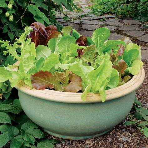 35 Creative Container Vegetable Garden Ideas A Piece Of Rainbow