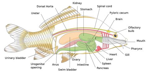 A Guide To Understand Fish With Diagram EdrawMax Online