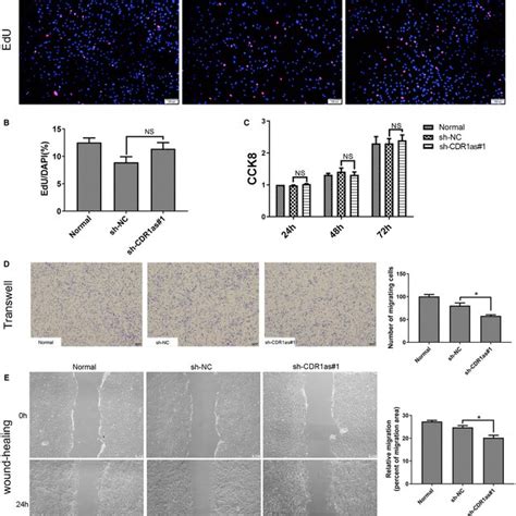 Knockdown Of CDR1as Inhibits Migration And Wound Healing Capacities Of