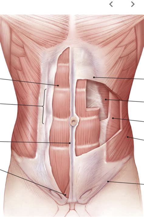 Muscles Of The Anterior Abdominal Wall Diagram Quizlet